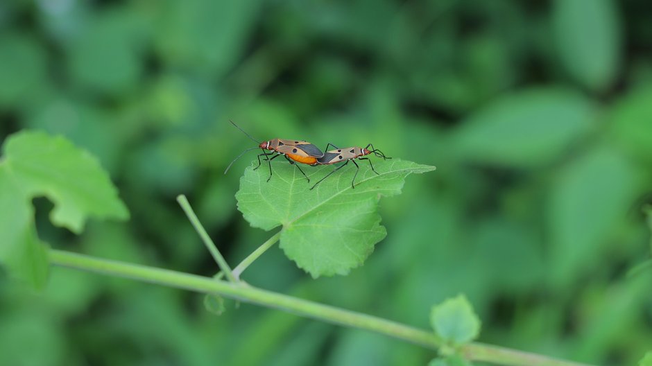 Jak się pozbyć gryzków z domu - Styl życia
