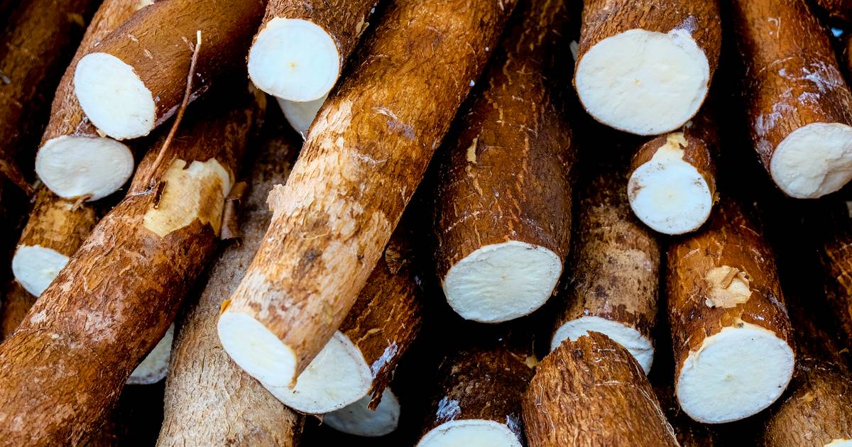 Maniok – czym jest i jakie ma właściwości? | Ofeminin