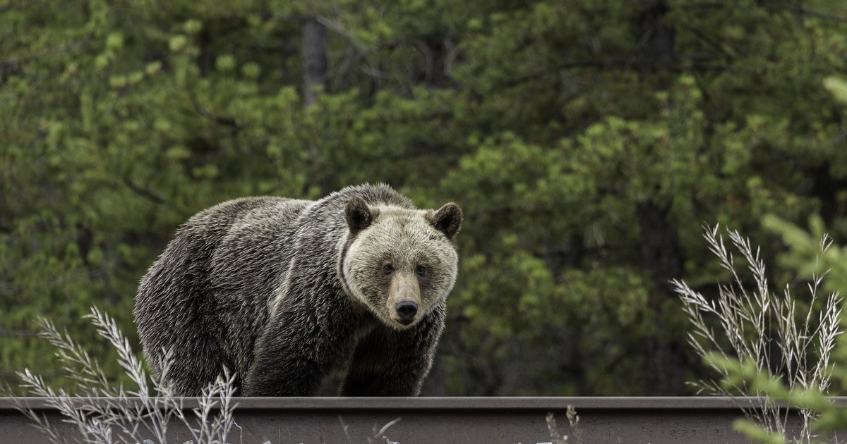 Spotkanie z niedźwiedziem zakończone tragedią. Nie żyje 31-latka - Wiadomości