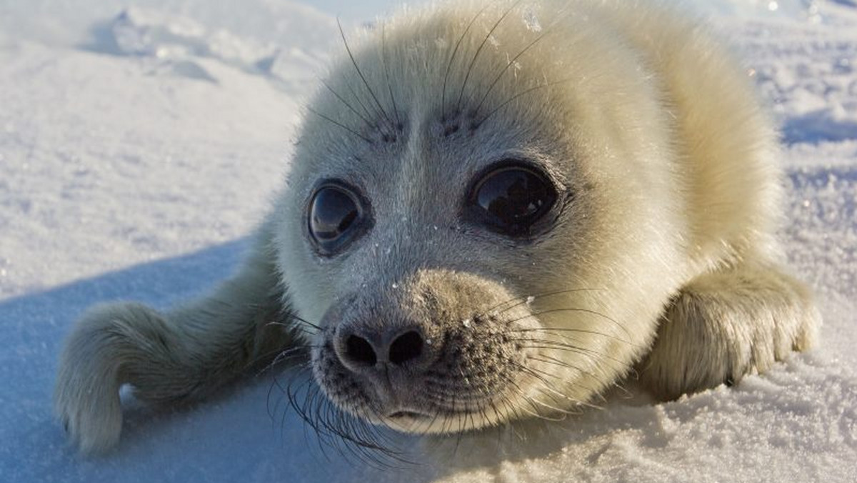 Urocze foki na zdjęciach Aleksieja Trofimowa - Podróże