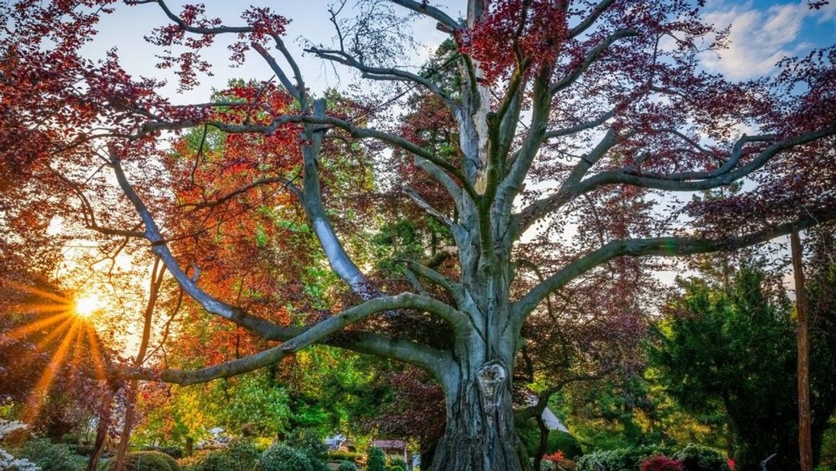 Ruszył konkurs na "Europejskie Drzewo Roku". Buk kandydatem z Polski ...