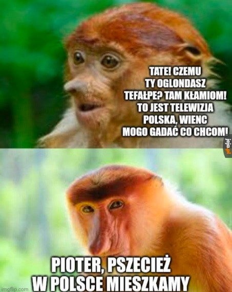 Memy o TVP są bezbłędne. Bohaterkami Holecka i Ogórek - Plejada.pl