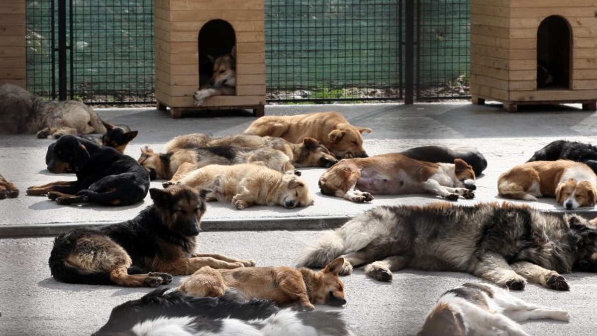 Privremeno zatvoren kraljevački azil za pse - Blic