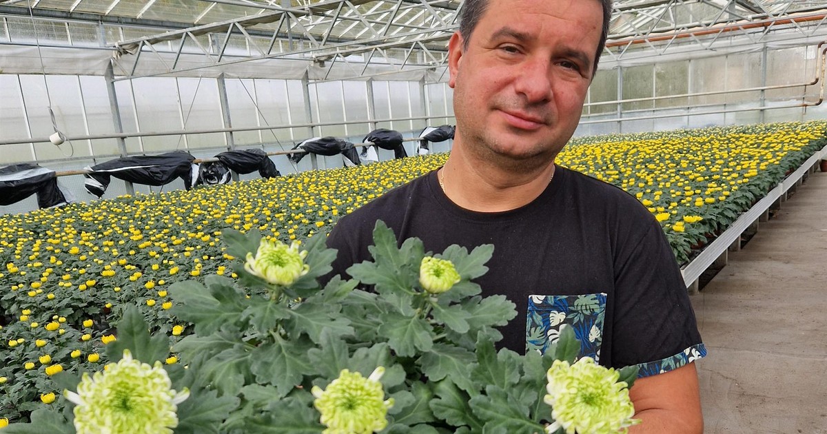 Ceny chryzantem 2023. Polacy przestaną kupować je na groby? Ponura prognoza