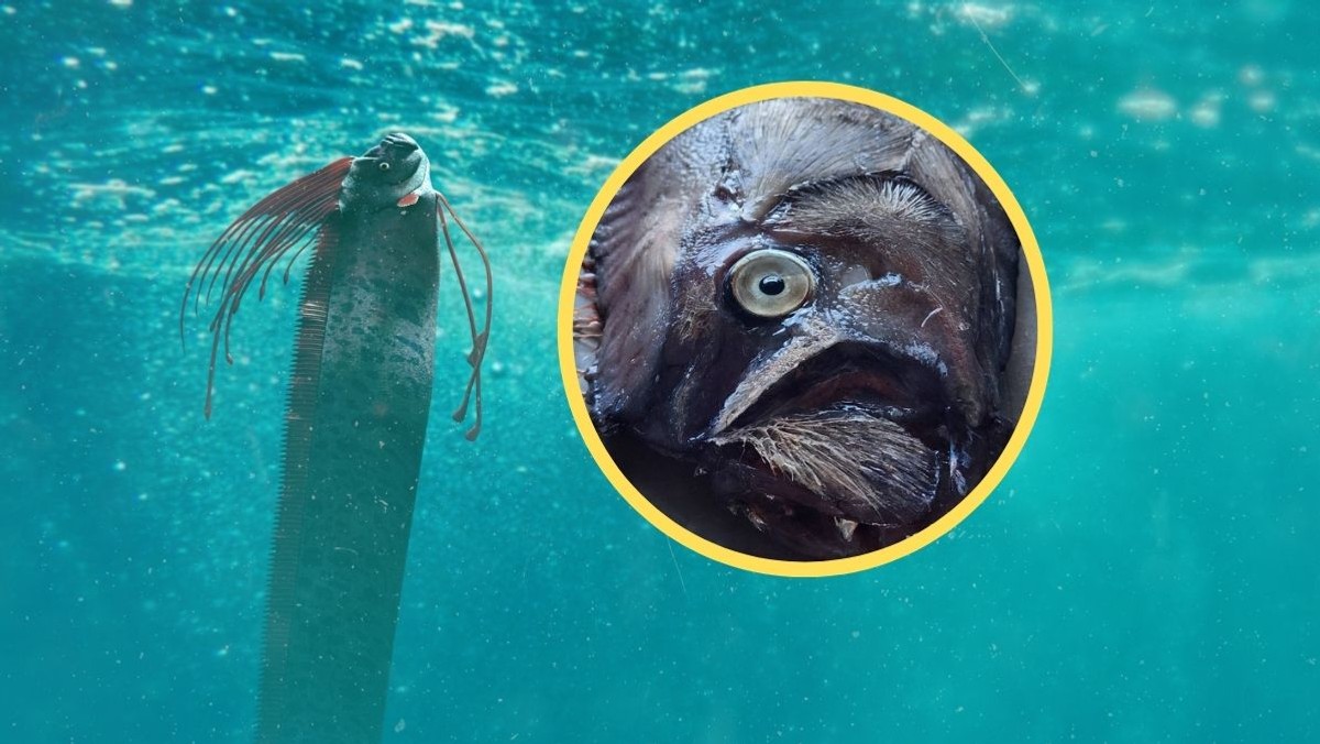 Niezwykła ryba w sieciach rybaków. Nazywają ją "zwiastunem zagłady ...