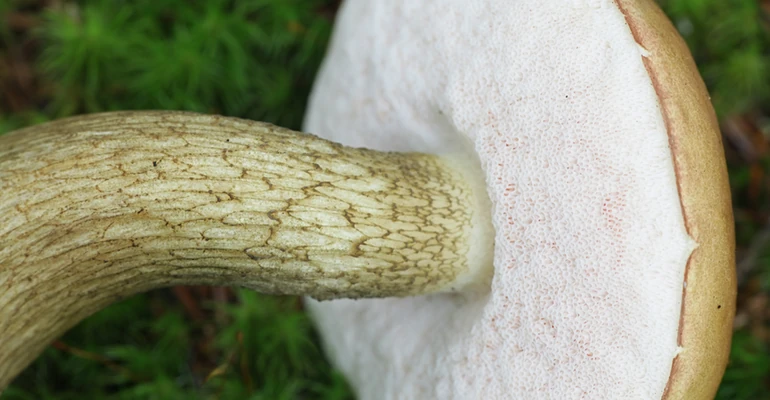 Koledzy co to za grzyb, wygląda na jadalny ﻿#grzyby - Abcdef90 - Hejto.pl