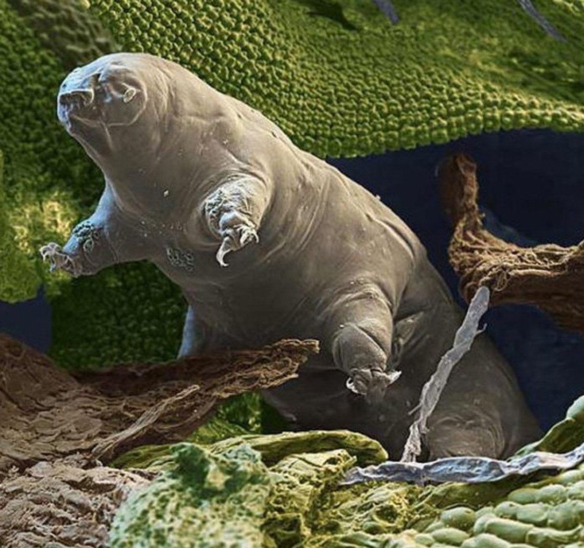 "Vodeni medved" - jedino biće koje može da opstane u otvorenom svemiru