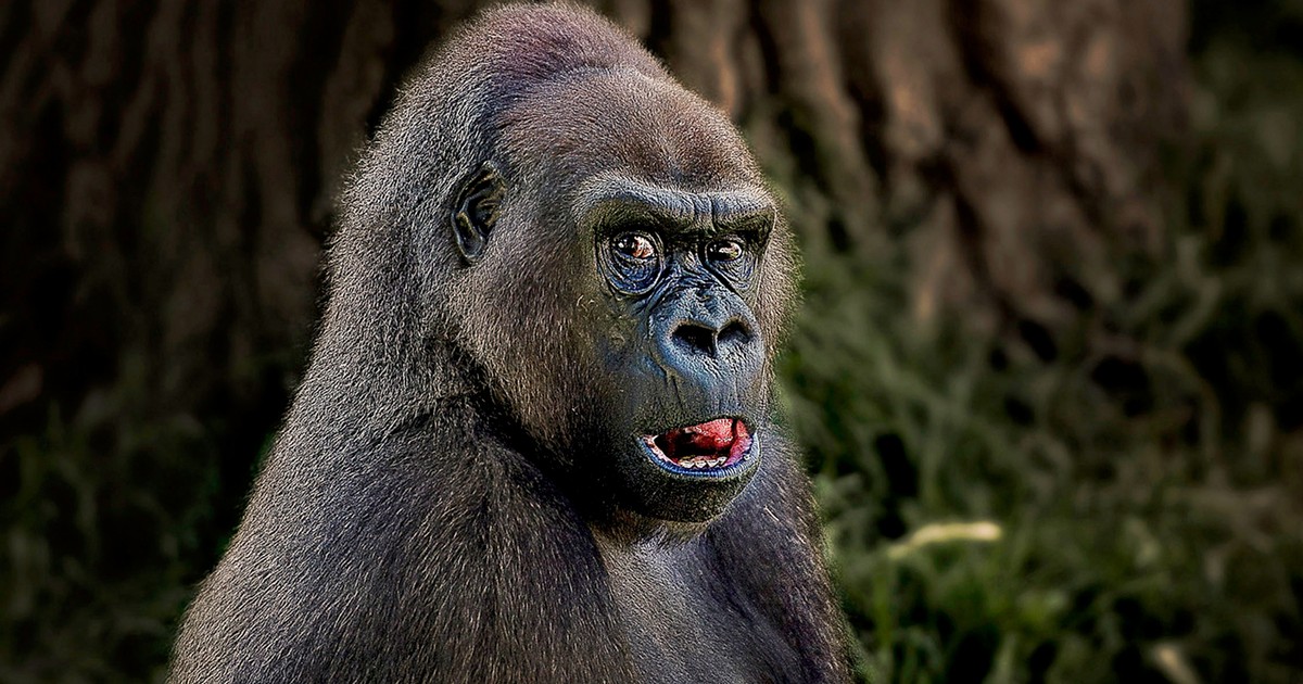 Mały gorylek. Ale wyrósł!