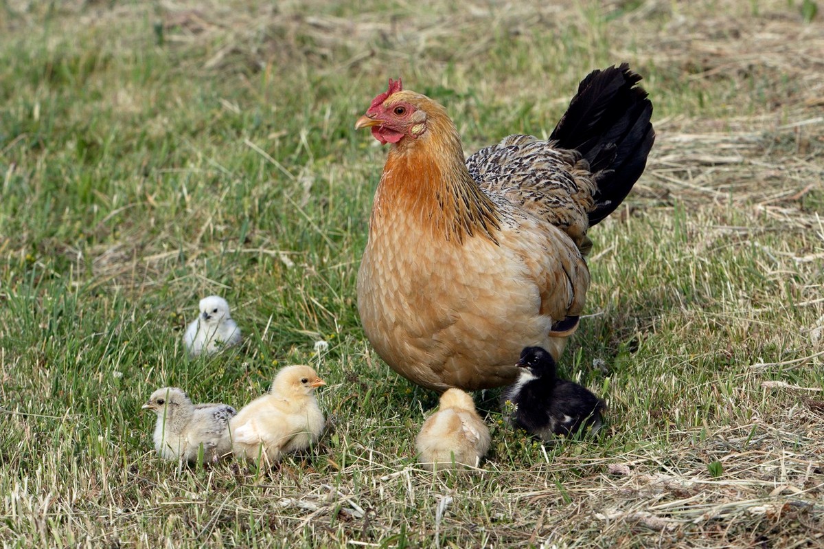 Da li je starije kokoška ili jaje? Naučnici konačno rešili vekovnu ...