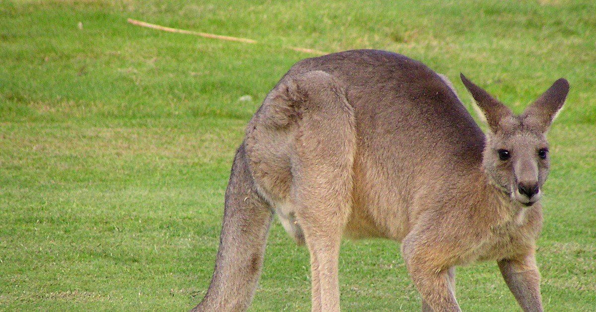 Przemycali kangury z Polski na Ukrainę - Dziennik.pl