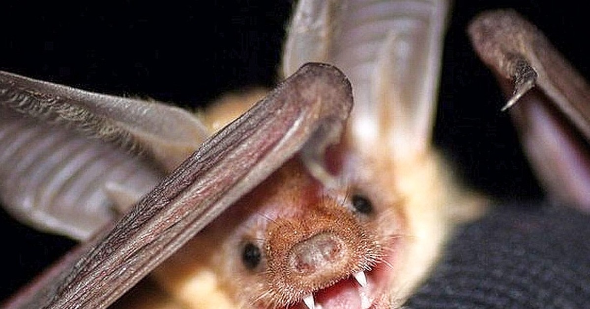 Meet California's new state bat that eats scorpions and lizards ...
