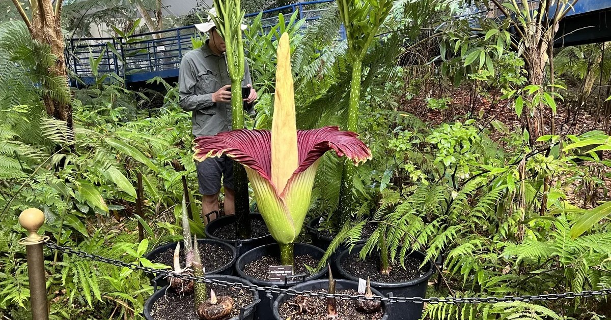 Śmierdzi jak padlina, a i tak tłumy przychodzą go oglądać. Niezwykła ...