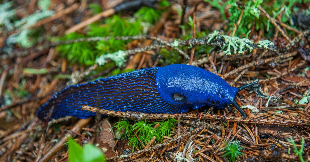 Tatry: turyści sfotografowali niebieskiego ślimaka. "Jak z innej ...