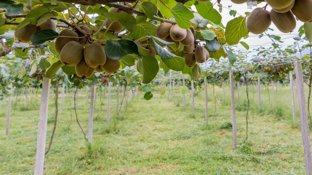 Da li znate kako raste kivi?