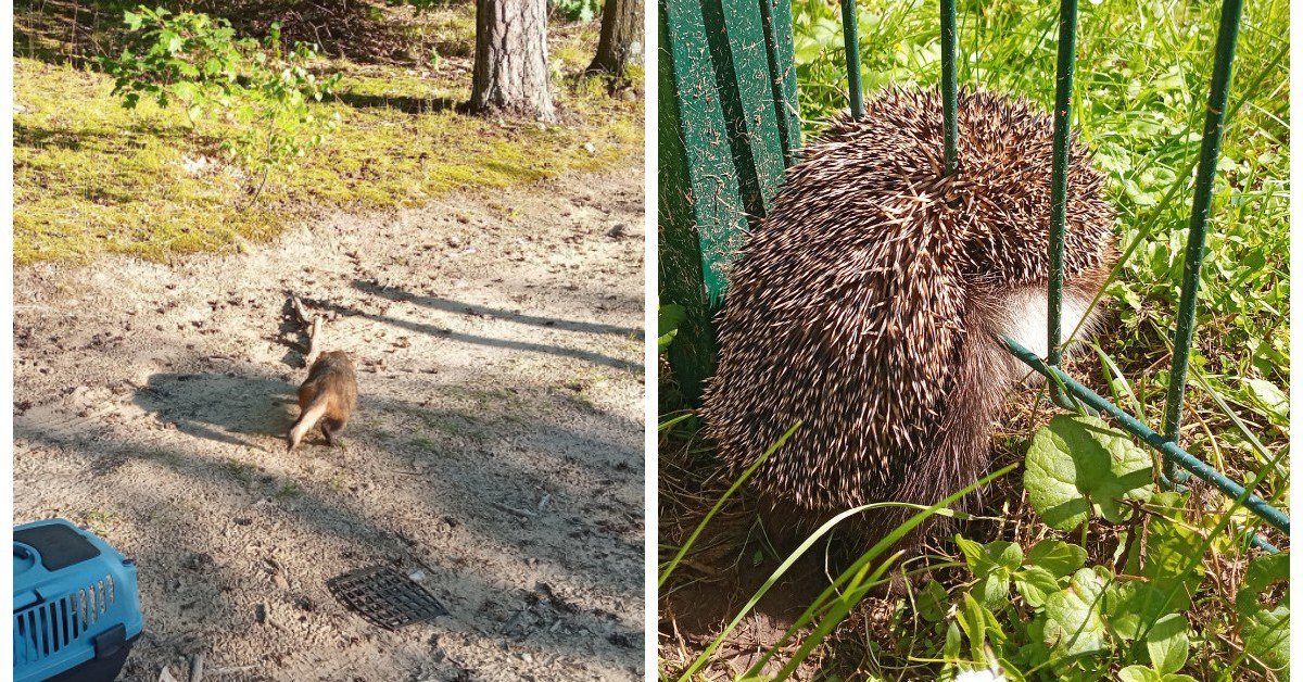 Jeż pomiędzy szczebelkami ogrodzenia i jenot w okienku piwnicznym ...