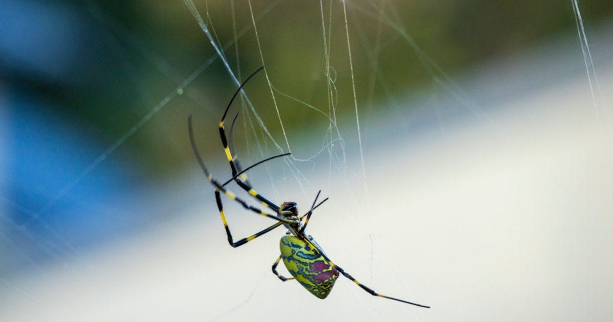 What you need to know about the giant, 'flying' spiders spreading over ...
