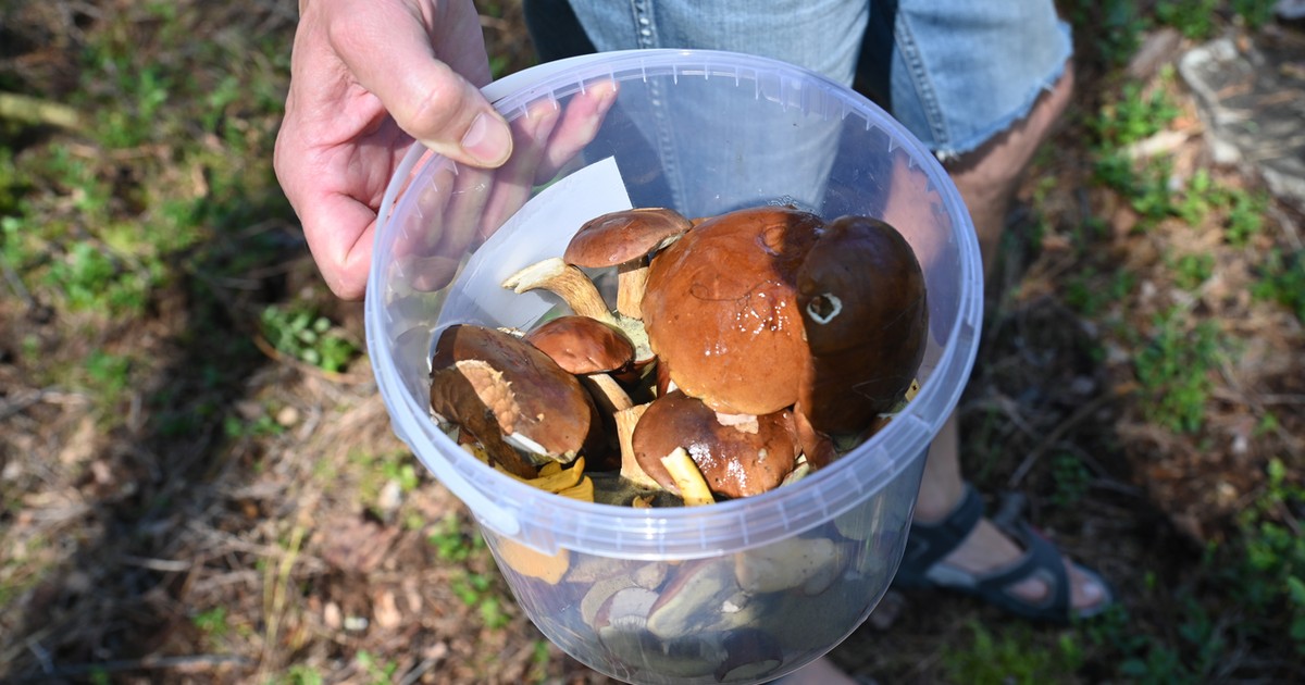 Grzybobranie 2024. Gdzie zbierać grzyby w okolicach Warszawy - Wiadomości
