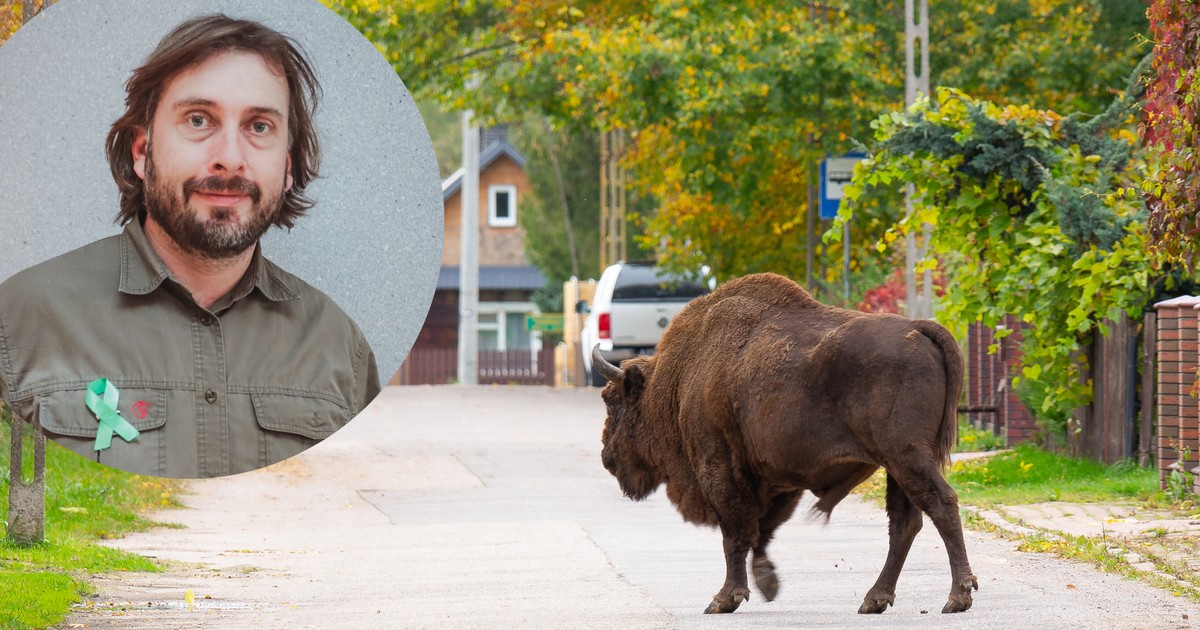 Adam Wajrak o śmierci żubra przy granicy. "Niestety, zrobił się tu trochę Dziki Zachód" - Wywiad ...