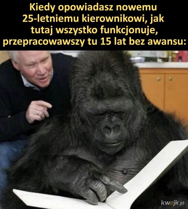 Najlepsze memy o szefie. To samo życie - Kobieta