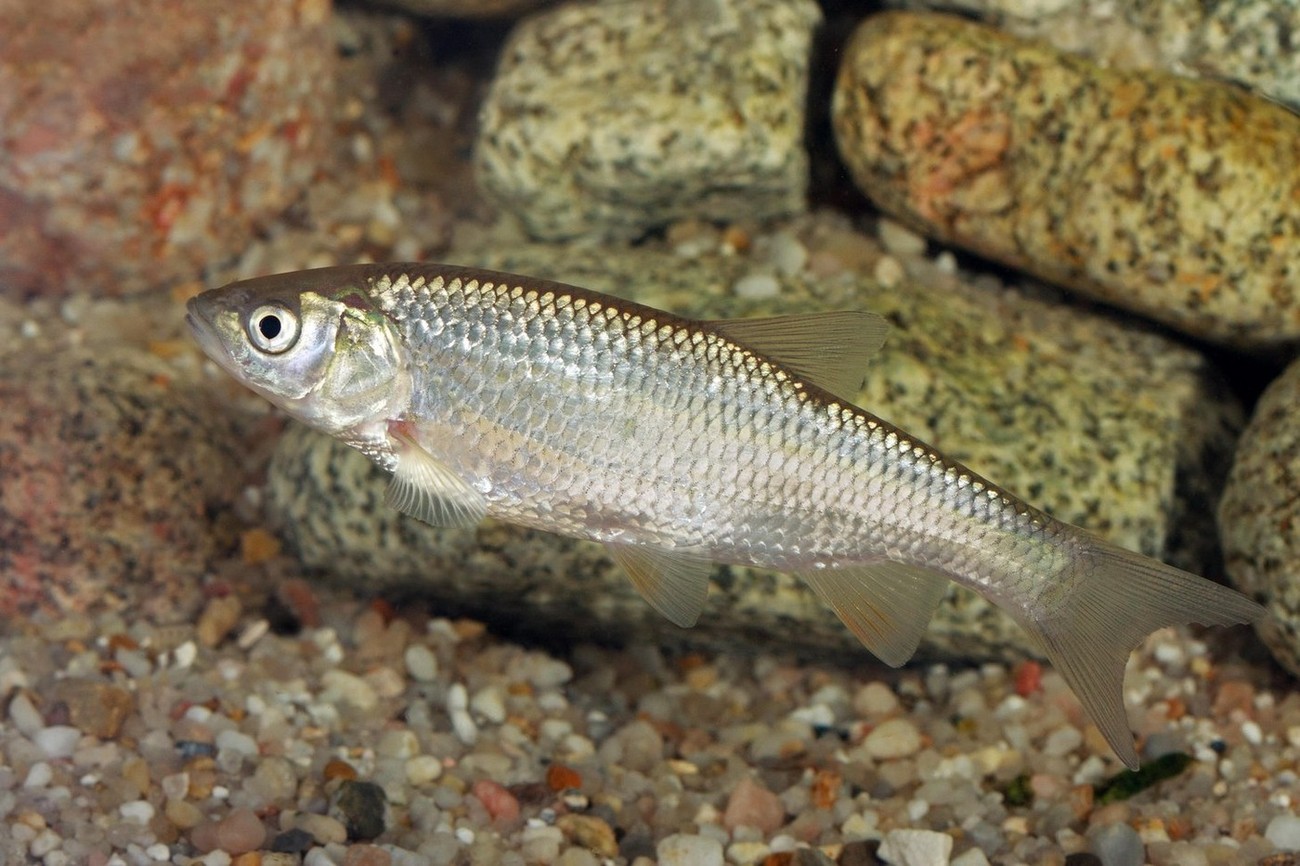 Austrijski kuvar na nacionalnoj televiziji spremao ugroženu vrstu ribe ...