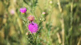 Ostropest - właściwości, wpływ na wątrobę, przeciwwskazania, cena. Jak ...