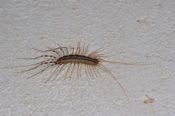 Kada vidite ovu stonogu na zidu NI SLUČAJNO je ne ubijajte: Evo i zašto ...