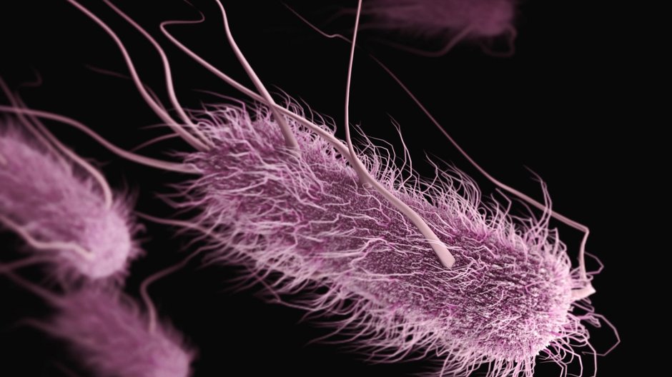 Zmodyfikowane bakterie przyciągają radioizotopy do guza nowotworowego ...