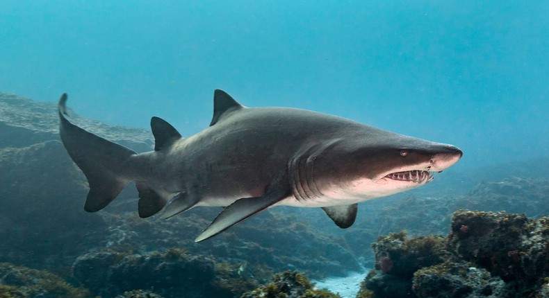 Sharks have bitten an unusually high number of people in New York this ...
