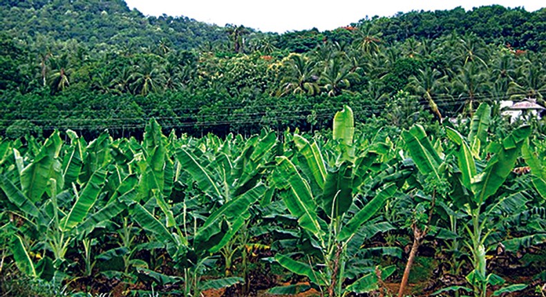 Key steps to know before going into plantain farming | Pulse Nigeria