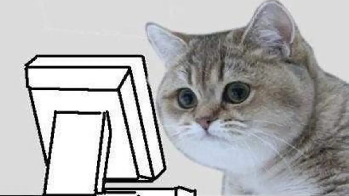 Co ja pacze? - paczaizm - memy z kotem - co ja pacze - galeria z kotem ...