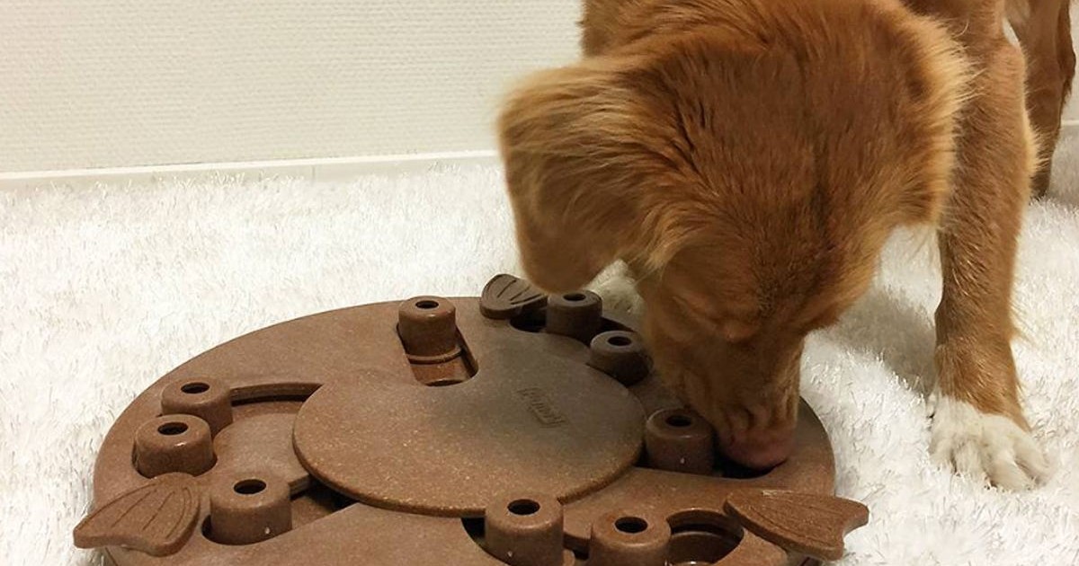 These interactive toys sharpen your dog's problem-solving skills while ...