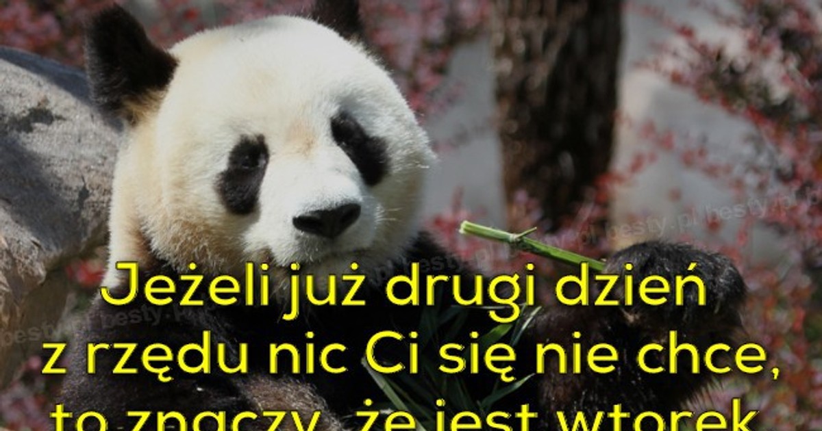 Dopiero wtorek, a już czekasz na weekend? Te memy poprawią ci humor ...