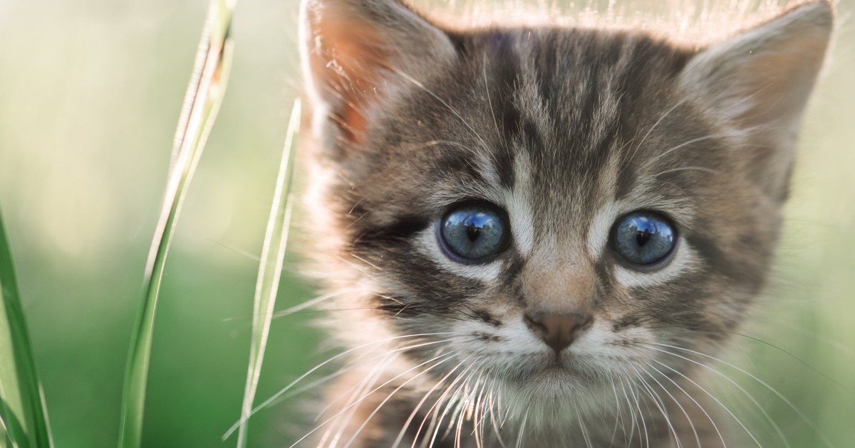 The US government has agreed to stop killing thousands of kittens ...