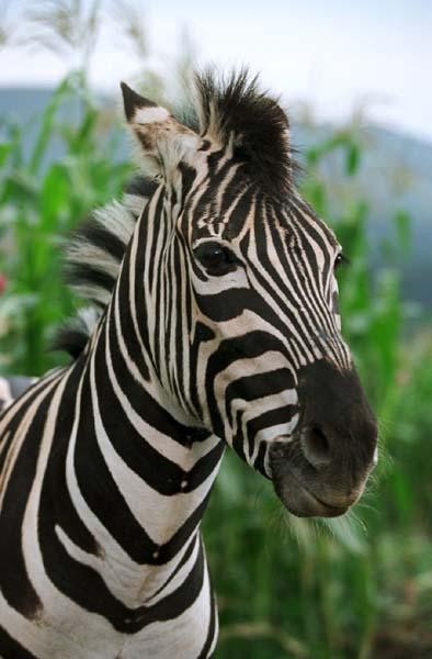 Zebra z klasą - galeria - Film