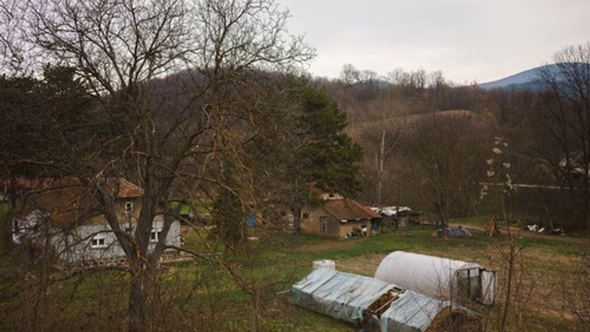 Amerikanci iznajmljuju kokoške zbog skoka cena jaja: usluga „Rent a ...