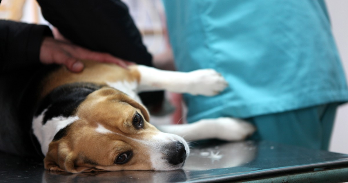 Rewolucyjny lek dla psów? LOY-002 może wydłużyć życie. Co musisz wiedzieć?