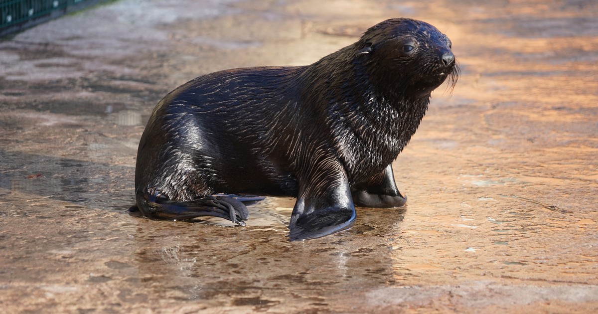 Kotikowy zawrót głowy! Nahla i Alfie to najmłodsze kotiki we ...