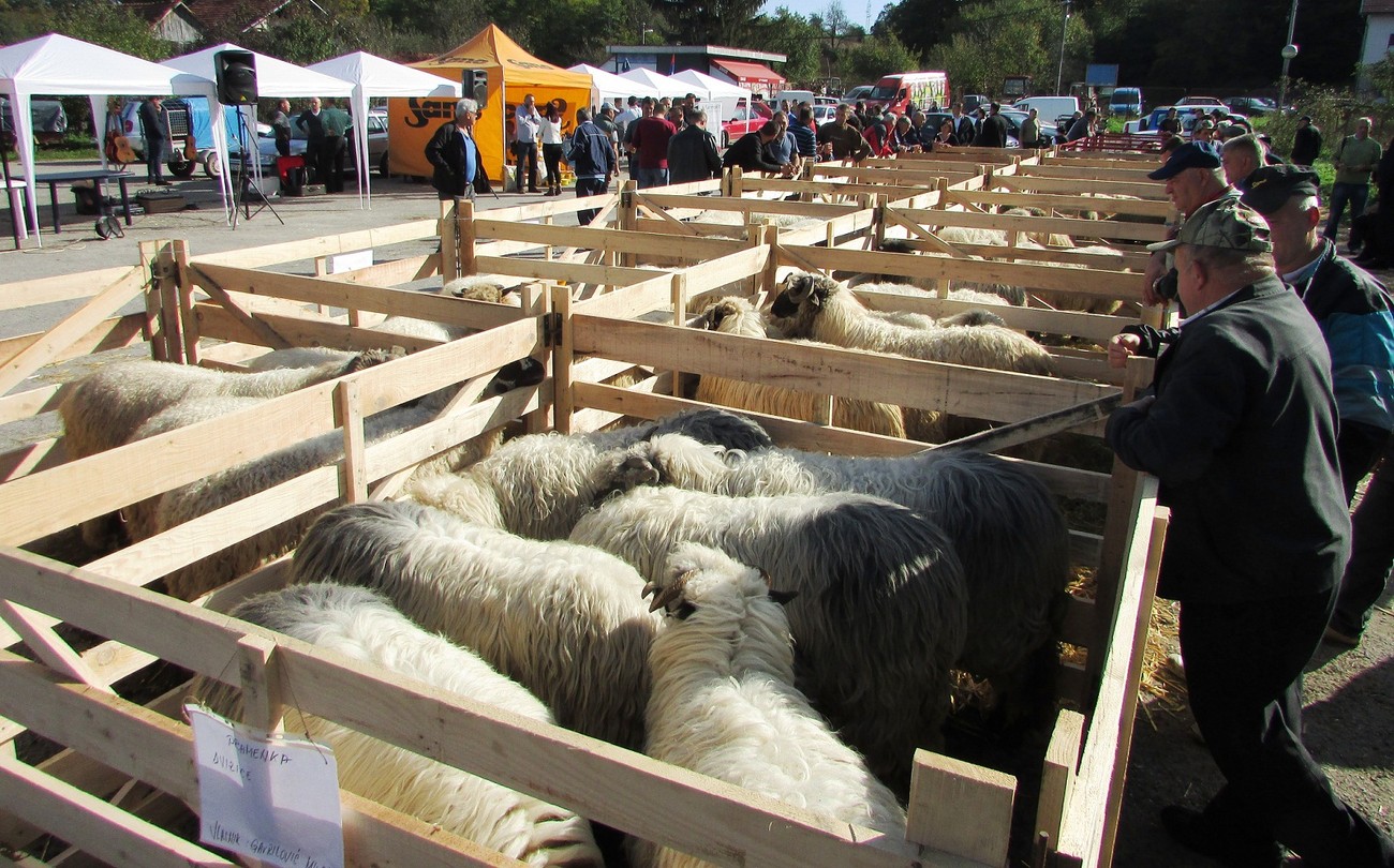 IMA NADE Na izložbi goveda i ovaca "najmlađi stočari" imaju OD 6 DO 10 ...