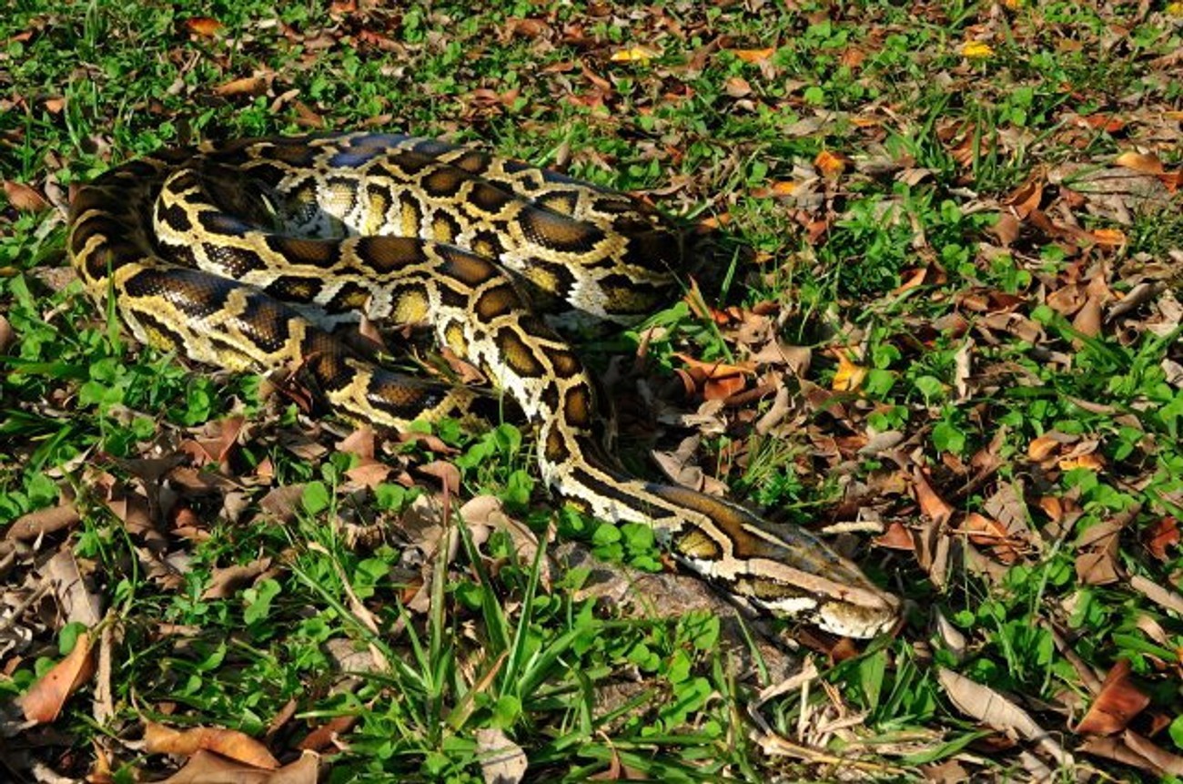 Burmanski piton ima urođeni smisao za orijentaciju - Blic