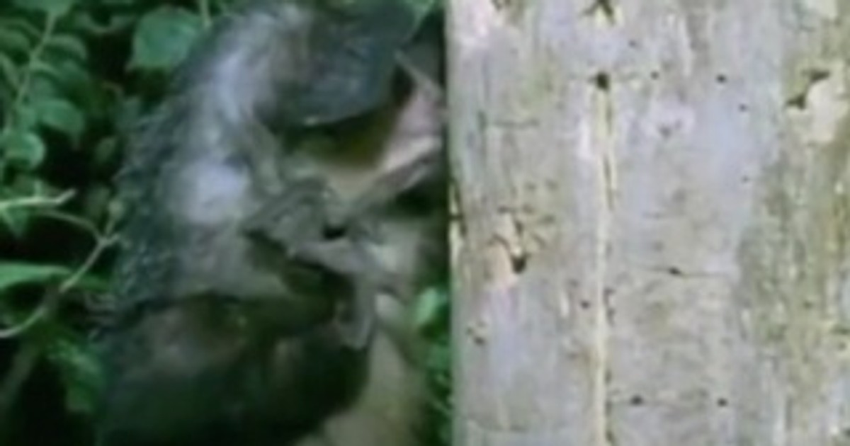 Ten palec nie służy mu do dłubania w nosie... - Wiadomości