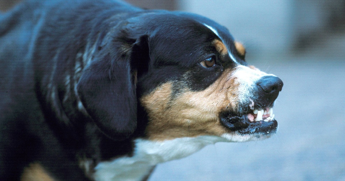 Pies zaatakował dziecko na placu zabaw. Przewrócił je i zaczął szarpać - Wiadomości