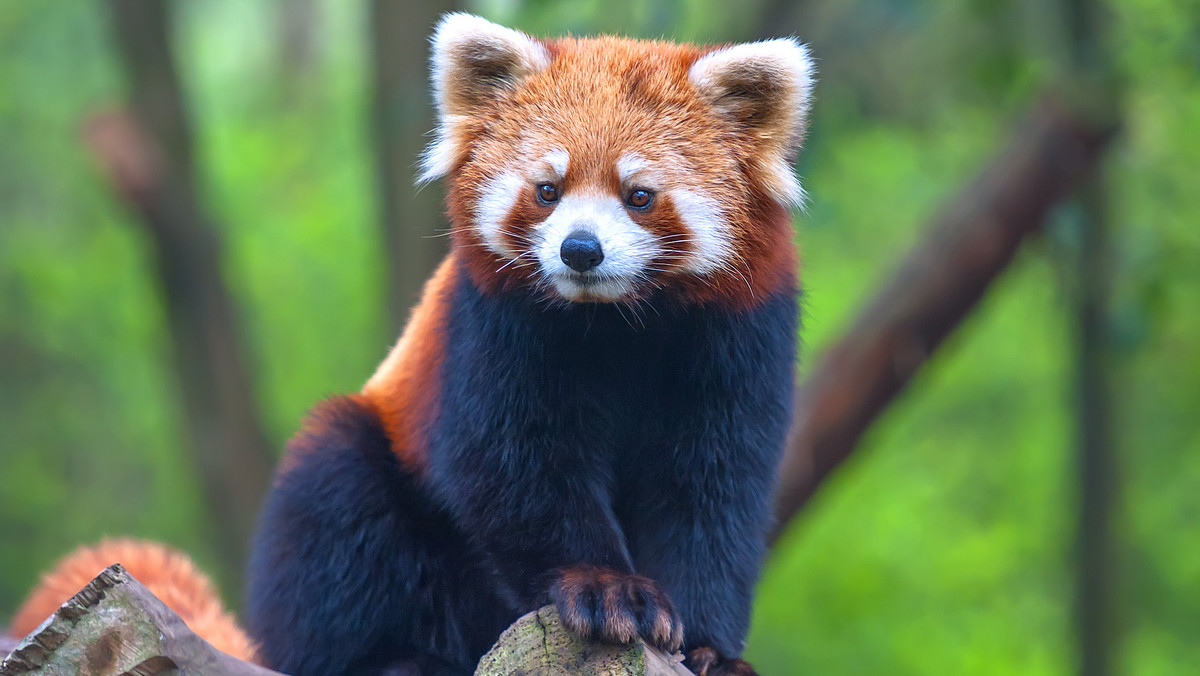 Mała panda udławiła się własnymi wymiocinami. Wszystko przez fajerwerki ...