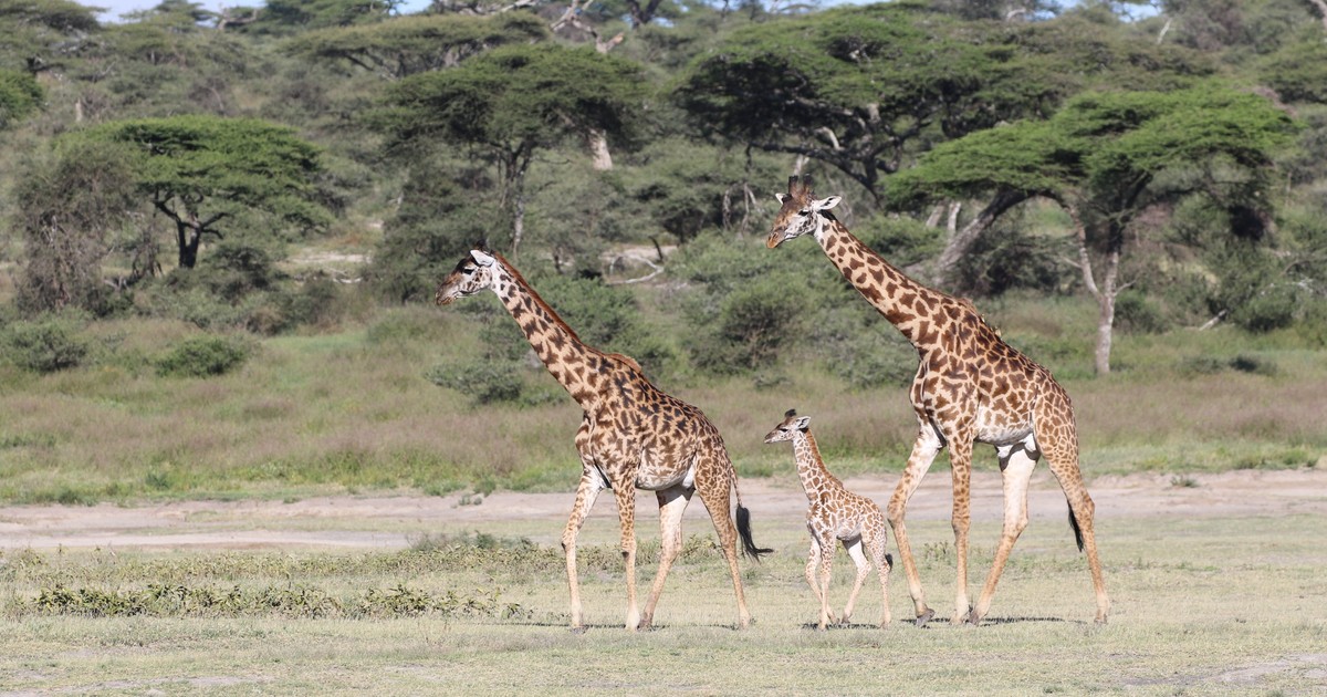 Scientists finally think they know why giraffe necks are so long ...