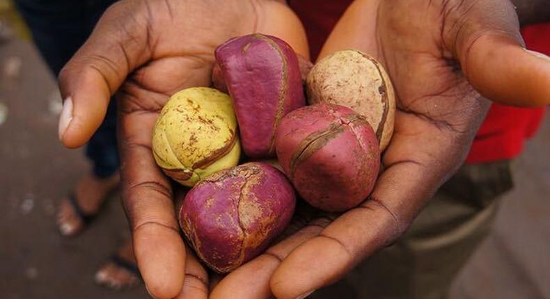 La représentation de la noix de cola dans les cultures africaines ...