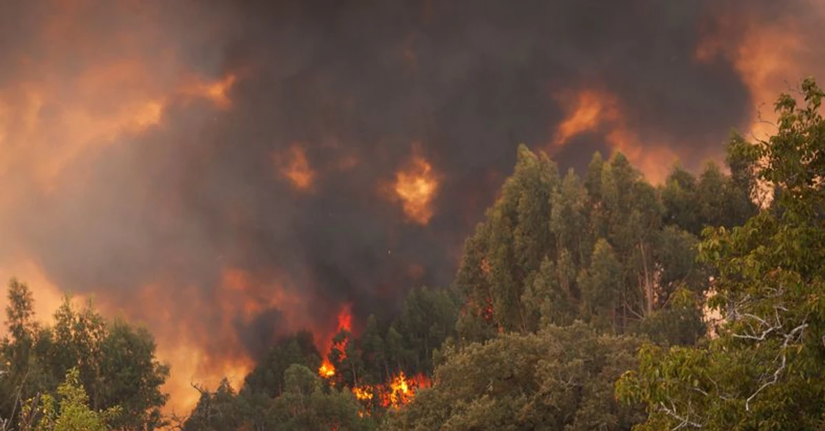 Żywioł trawi lasy w Portugalii. Rozpoczęto ewakuację mieszkańców ...