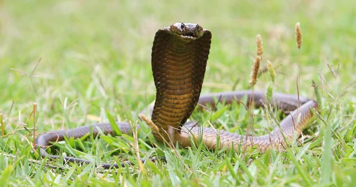 Szwecja. Z zoo uciekła kobra królewska. Jest śmiertelnie niebezpieczna