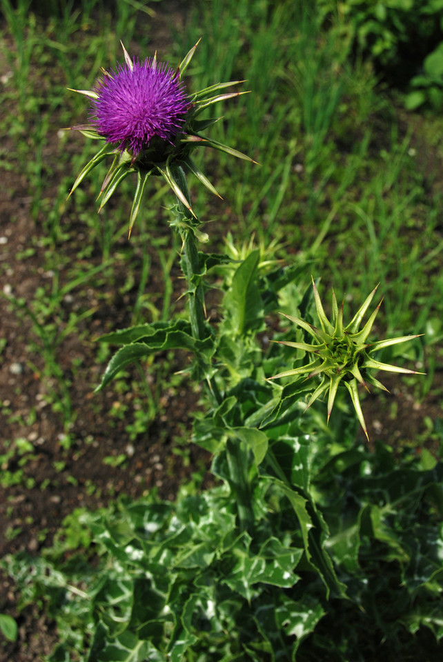 Ostropest plamisty - jak stosować? Opinie, właściwości, sposób użycia ...