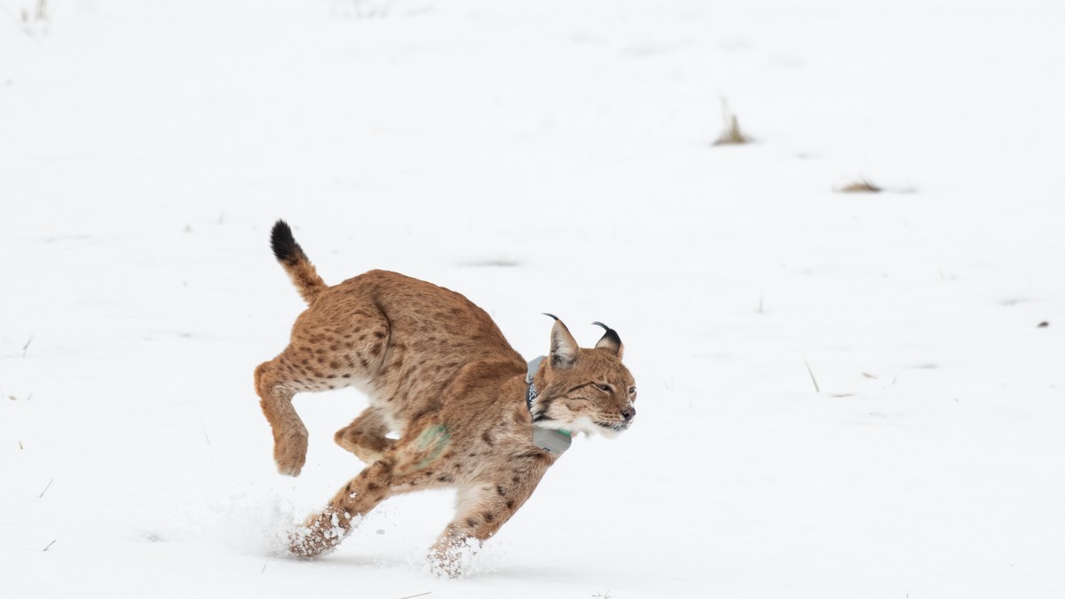 Ris Rista vraćen u prirodno stanište - Blic