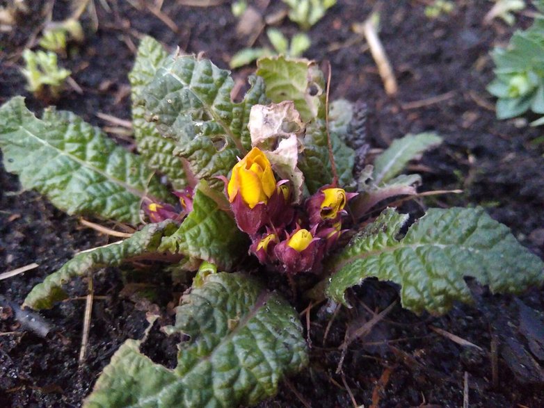 Prymule, czyli pierwiosnki – oznaka wiosny! - Styl życia