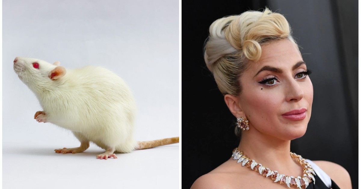 Rats can bop their heads to a rhythm and like music by Lady Gaga, a ...